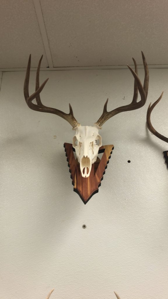Custom Euro Mounts - Bullets N Broadheads